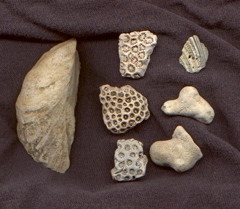Fossils of NC